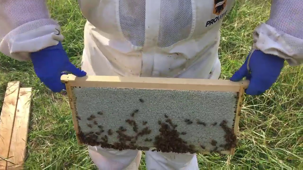 Show me the Honey! - YouTube