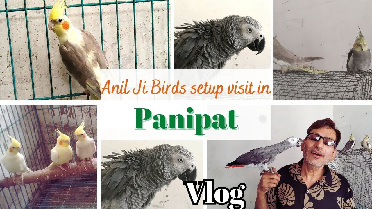 Visit Anil ji Sirds Setup in Panipat | Fully Tamed birds | Tokin ...