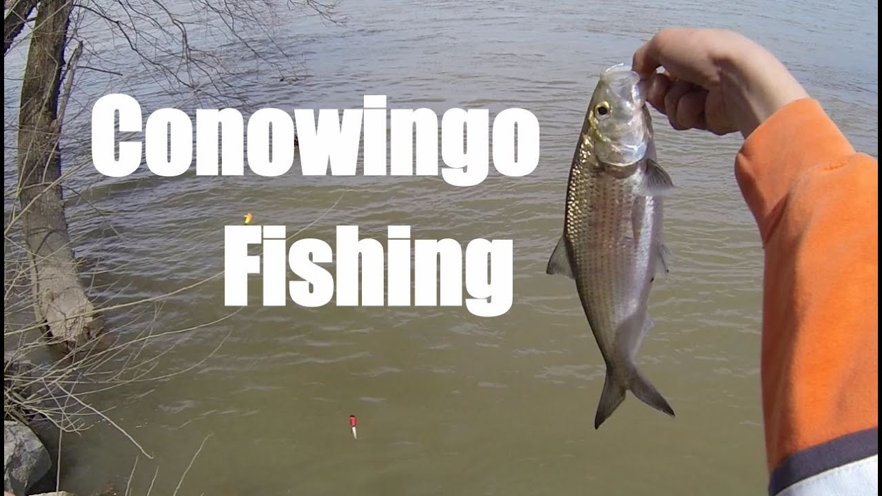 Conowingo Fishing April 2015 - YouTube
