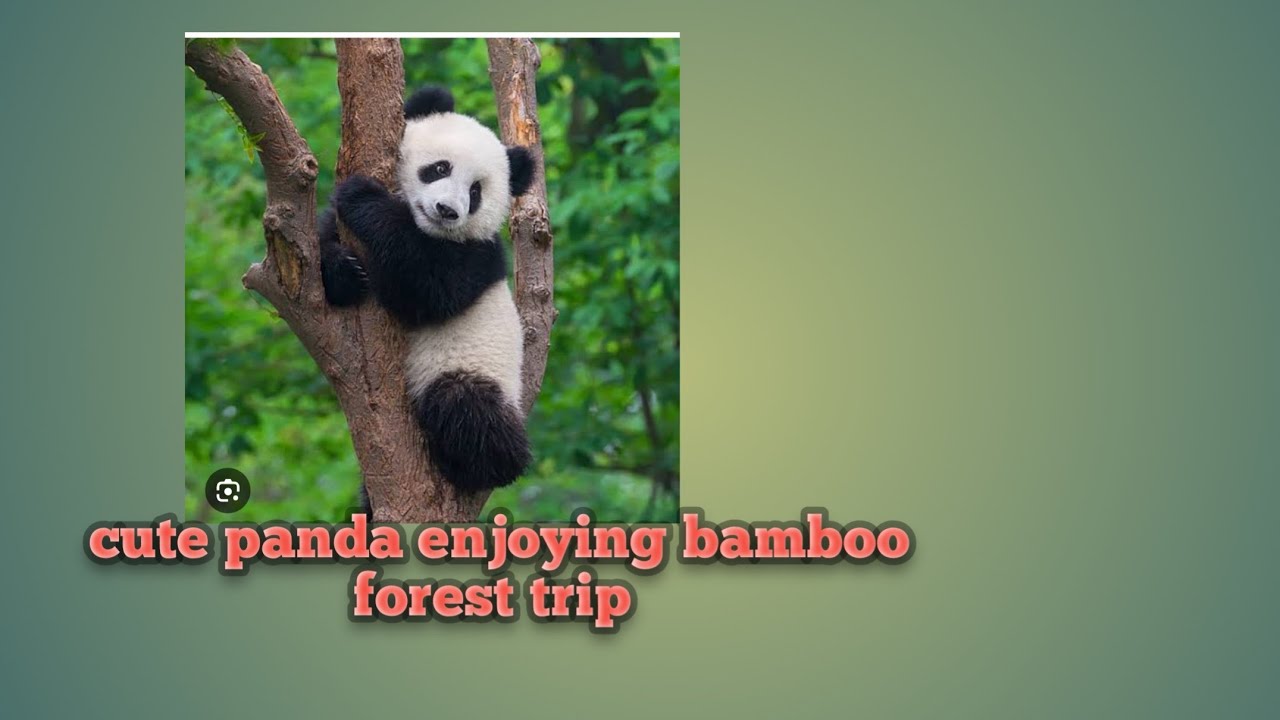 little panda dance, panda happy dance - YouTube