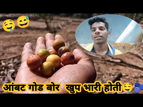 #vlog53 ||आंबट गोड बोर  खुप भारी होती🤤🫐 || raj kamble