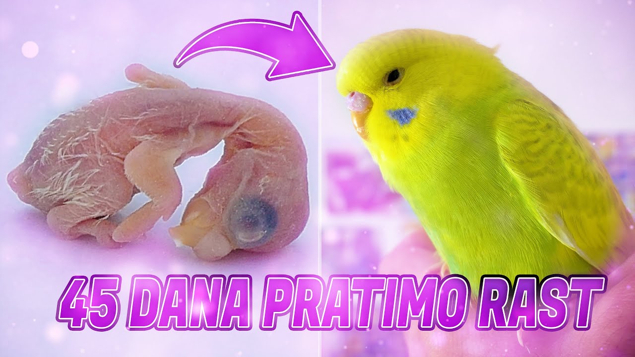Faze rasta od jajeta do odraslog papagaja za samo 44 dana - YouTube