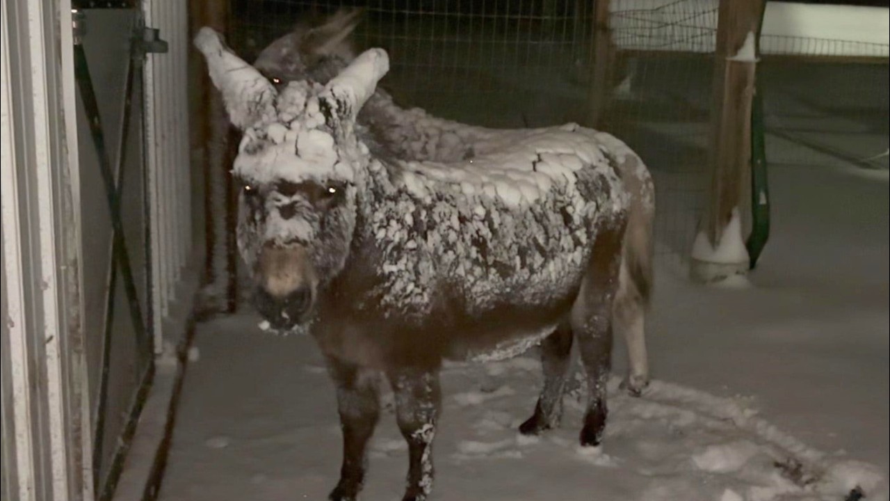 Mini Donkeys Brave the Snow: Adorable Reactions - YouTube