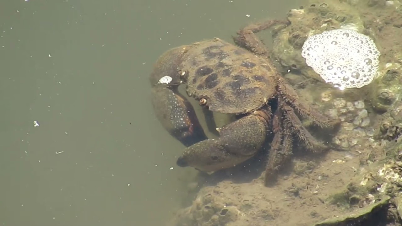 Thunder Crab eating Oysters - YouTube