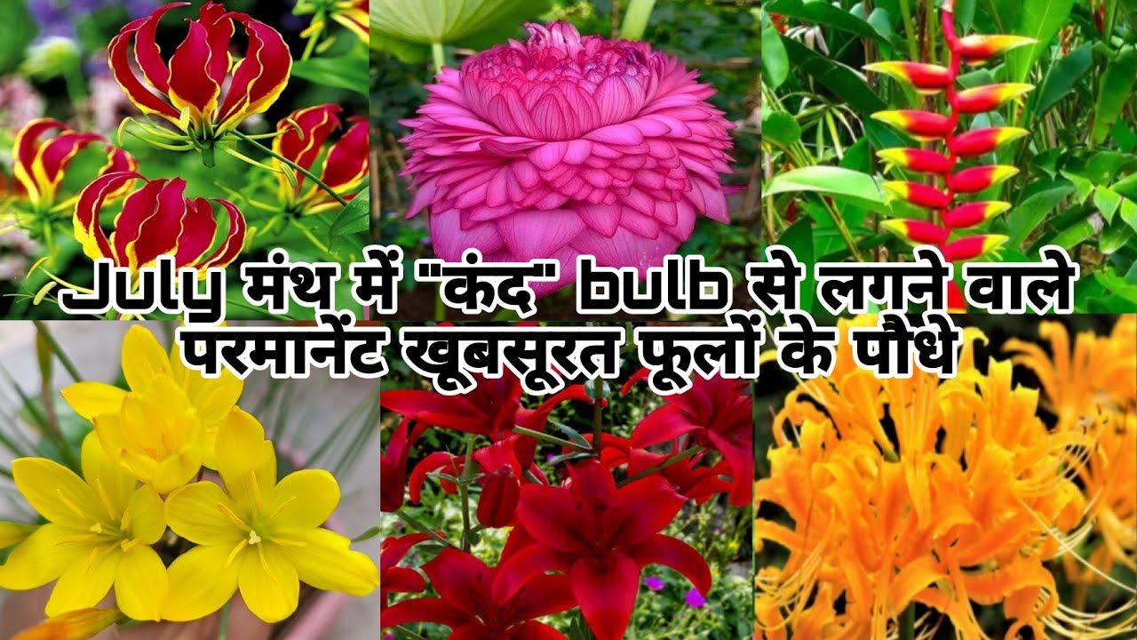 जुलाई मंथ/Monsoon/Rainy seasonमें Bulb से लगने वाले permanent flowering ...