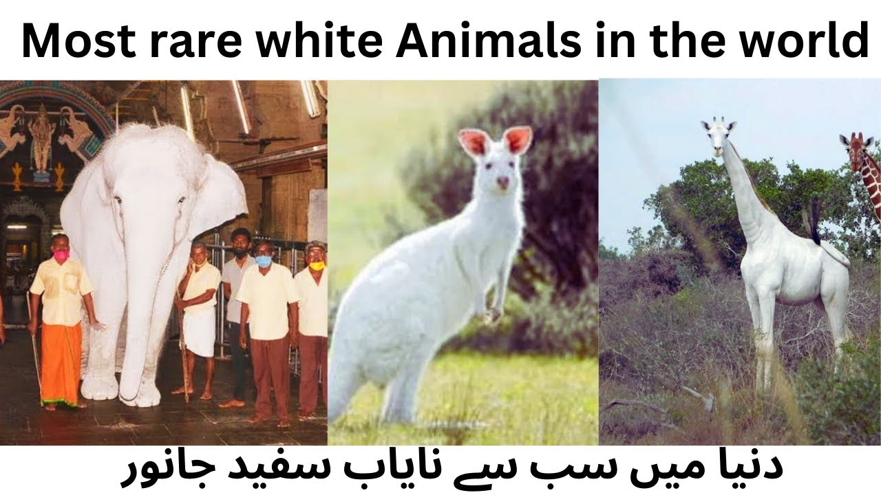 Most rare white animals in the world (best white animals in the world ...