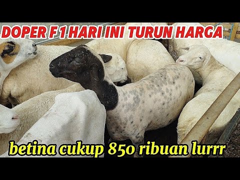 GUDANGNYA DOMBA MURAH DI ABAH YAYAK NGANJUK JATIM WA 081336980690 - YouTube