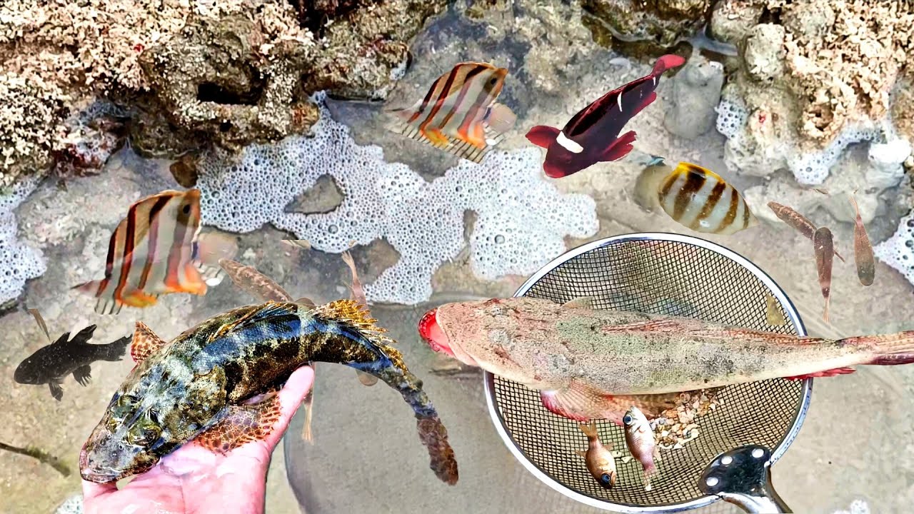 Menemukan ikan lele laut dalam lubang, ikan hias, ikan buntal, ikan ...