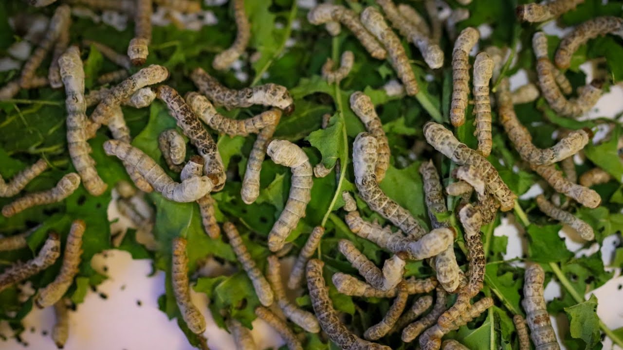 GREEN TEA ICE CREAM and RAISING SILKWORMS - YouTube