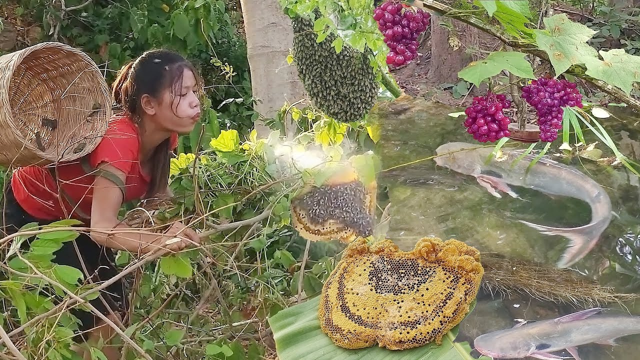 Beehive for survival food, Catch and cook fish, Spicy fish egg cooking ...