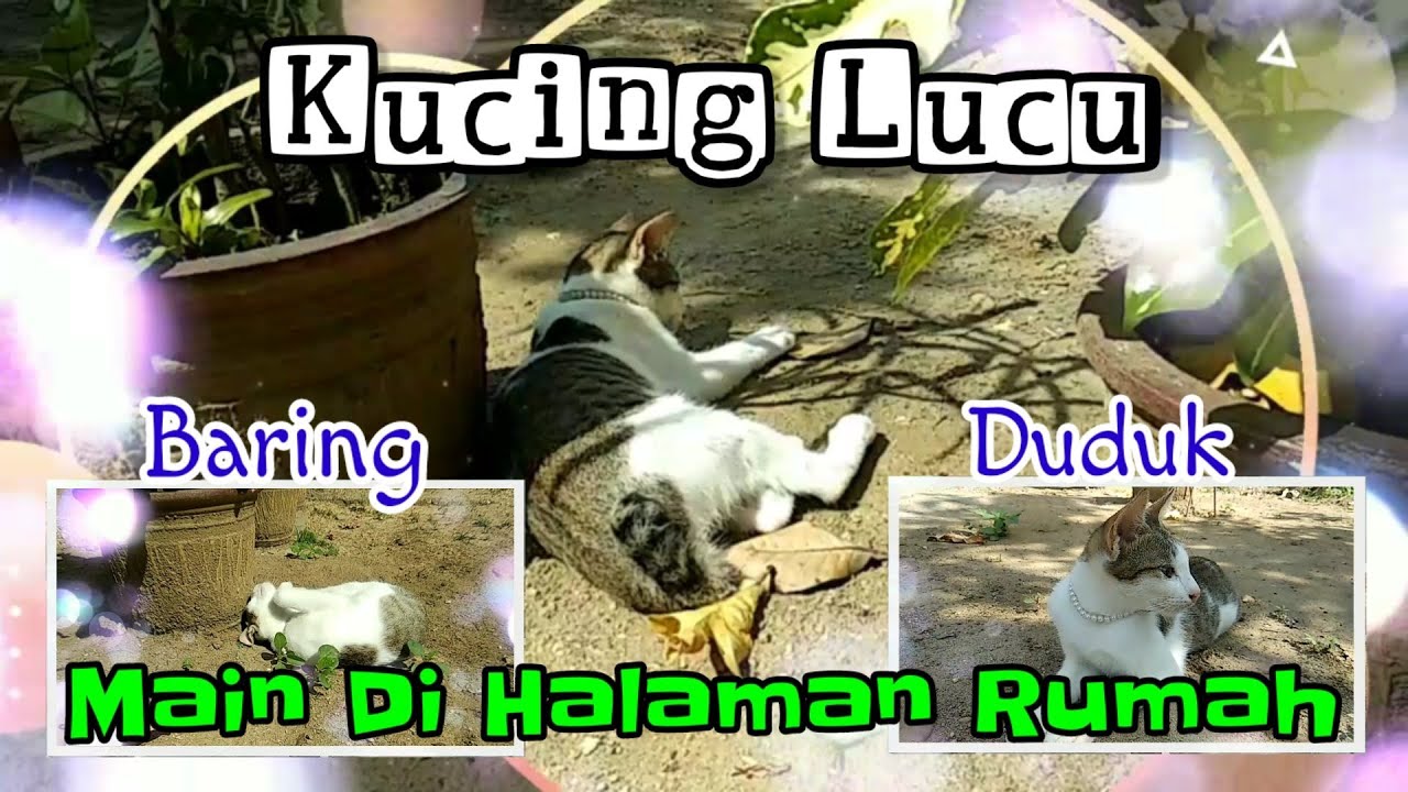 Kucing Lucu Bermain di Halaman Rumah || Cute Cats Playing in the Yard ...