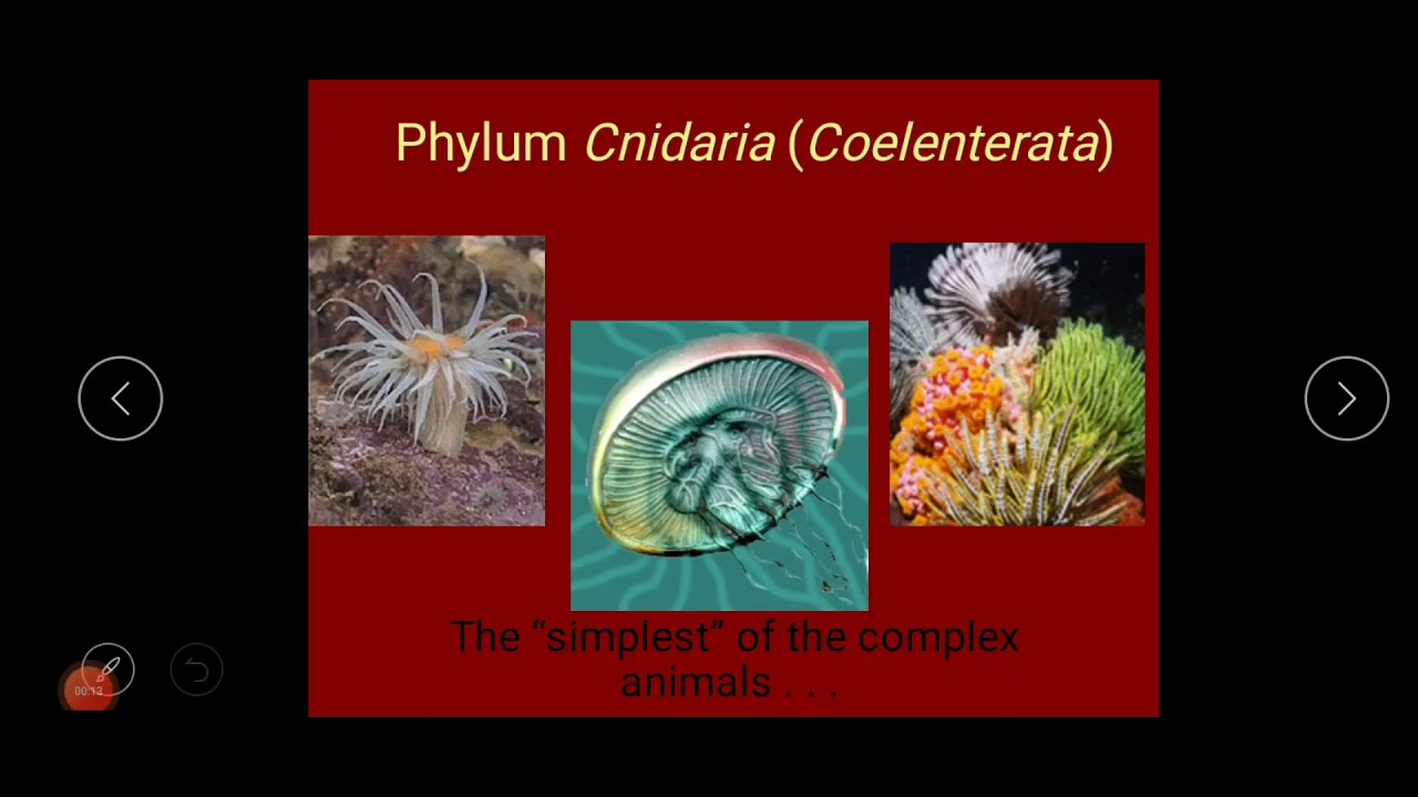Ppt The Characteristics Of Phylum Cnidaria Powerpoint Top 10