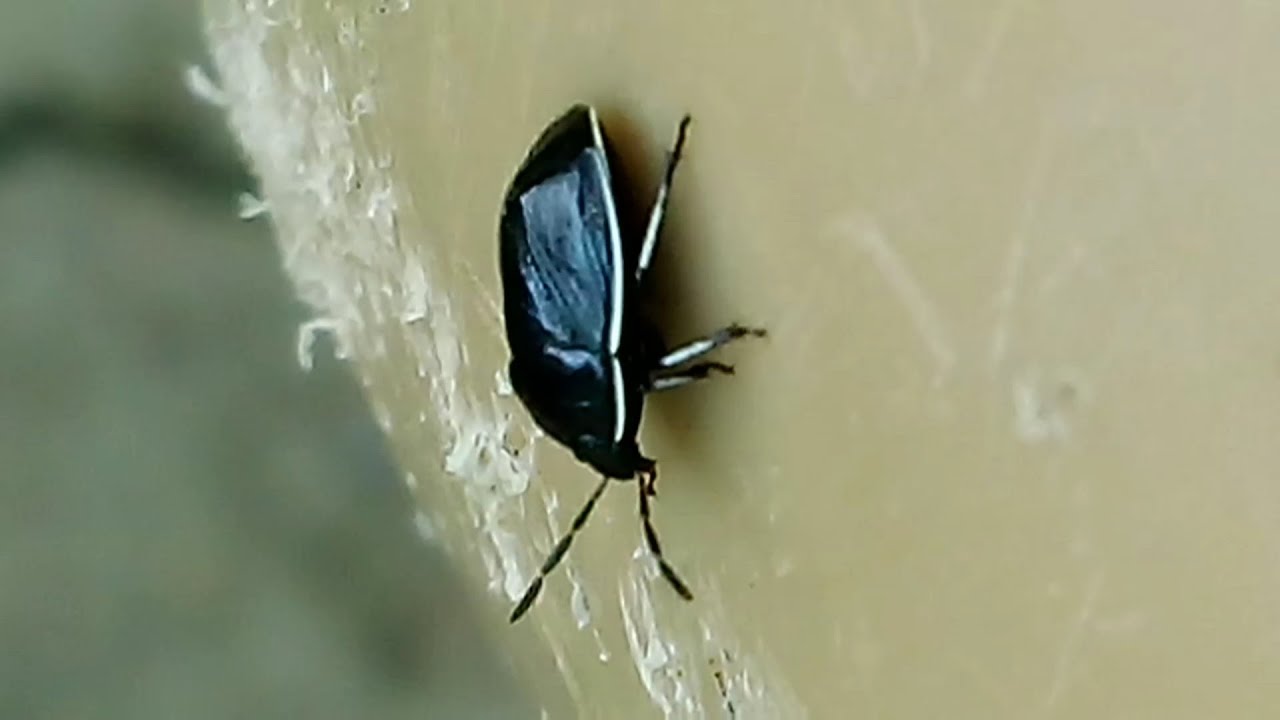White lined burrower bug true bugs Heteroptera - YouTube