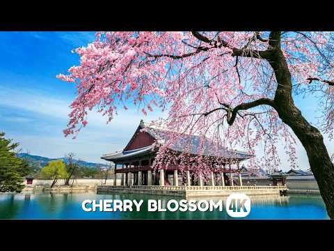 Cherry Blossom in 4K Ultra HD | Magical Spring Beauty Around the World