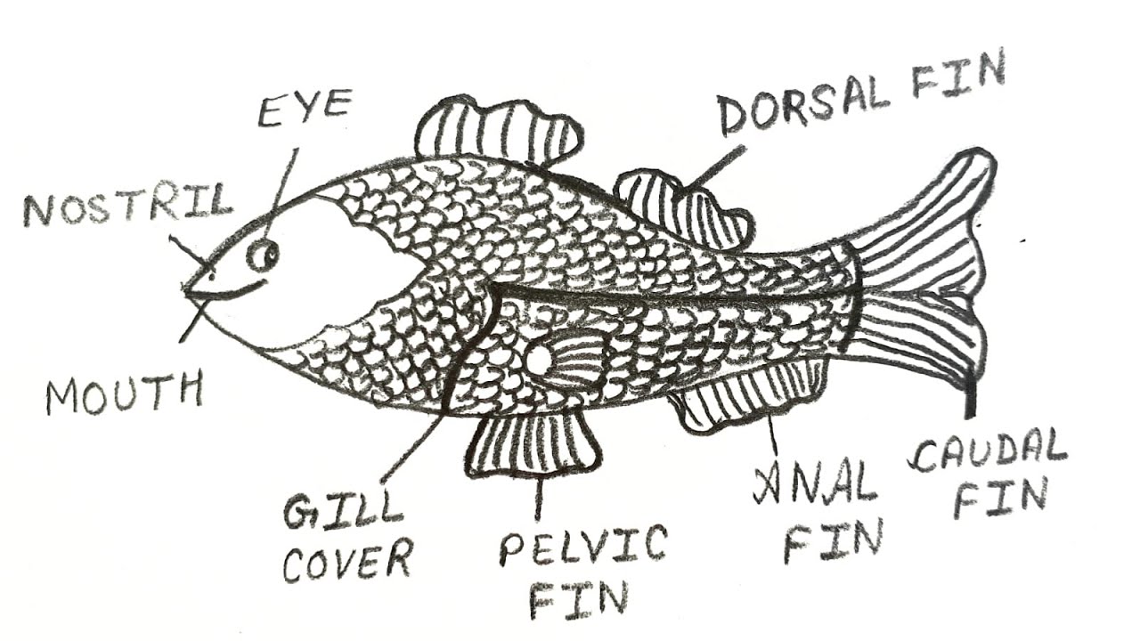 HOW TO DRAW AND LABEL A FISH STEP BY STEP EASY DRAWING YouTube HOW TO DRAW AND LABEL A FISH STEP BY STEP EASY DRAWING YouTube