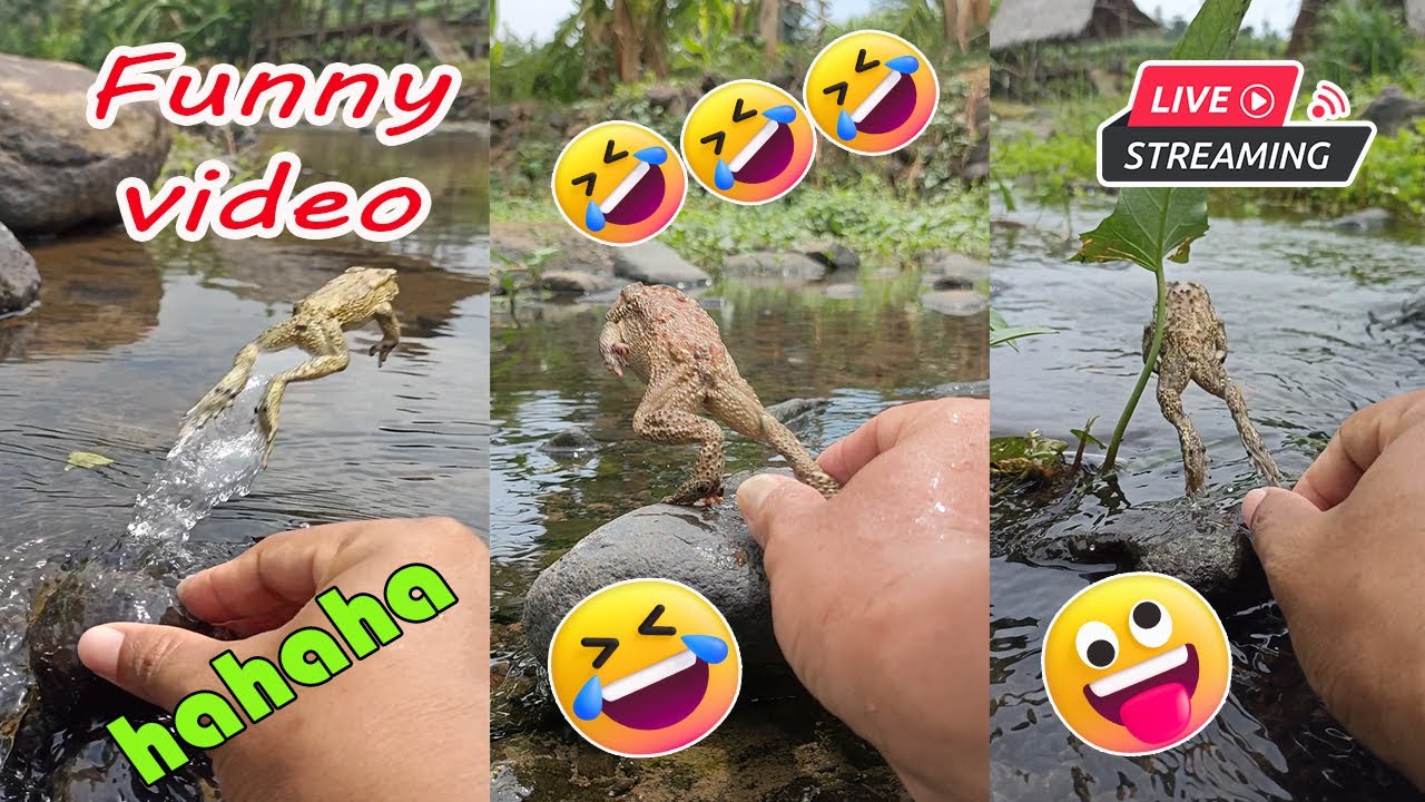 Catching frog funny for fun | funny animal video | cute frog jumping in ...