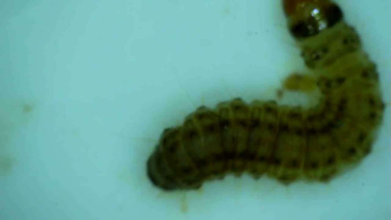 Apple maggot under a microscope - YouTube