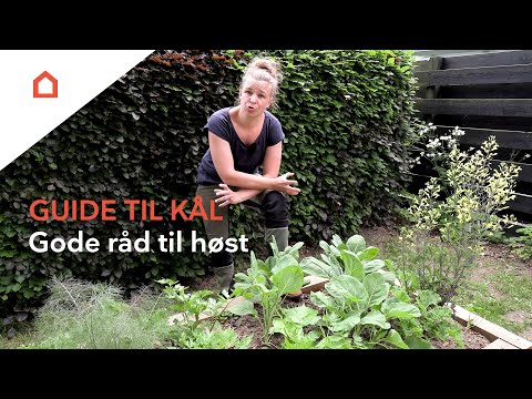 Dyrk din egen kål: Hvornår kan du høste kål?