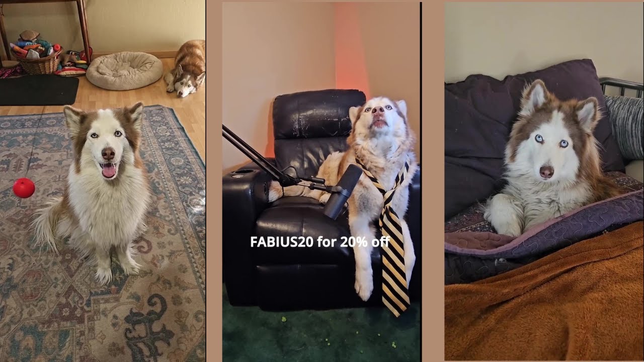 Husky Compilation Dec/Jan - YouTube
