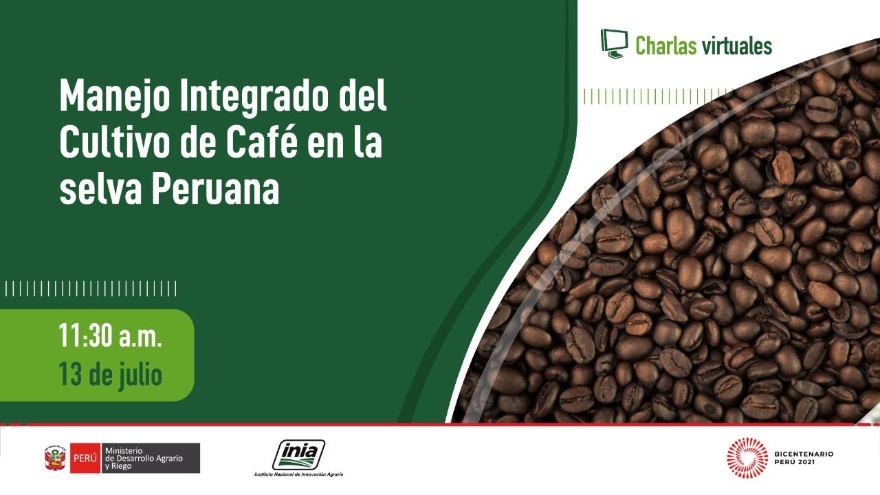 Manejo Integrado del Cultivo de Café en la selva Peruana - YouTube