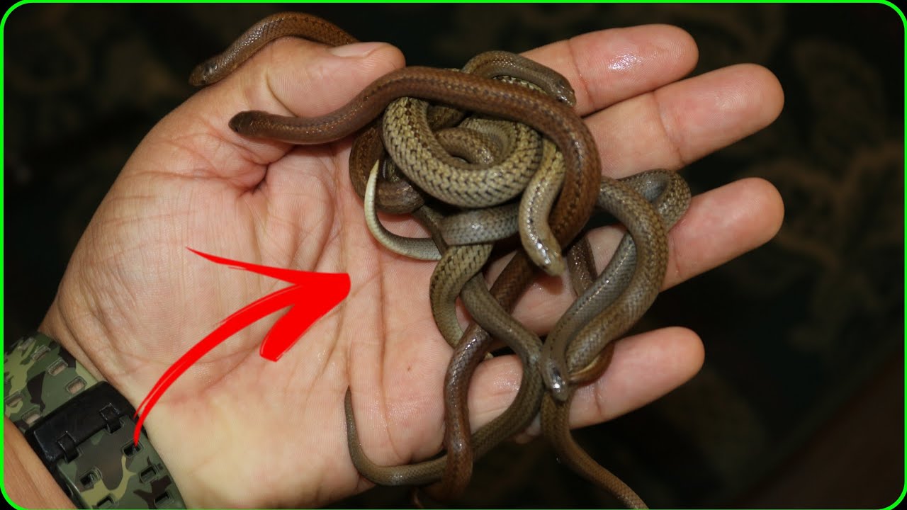 La Serpiente Mexicana Conopsis lineata, la serpiente más común de las ...