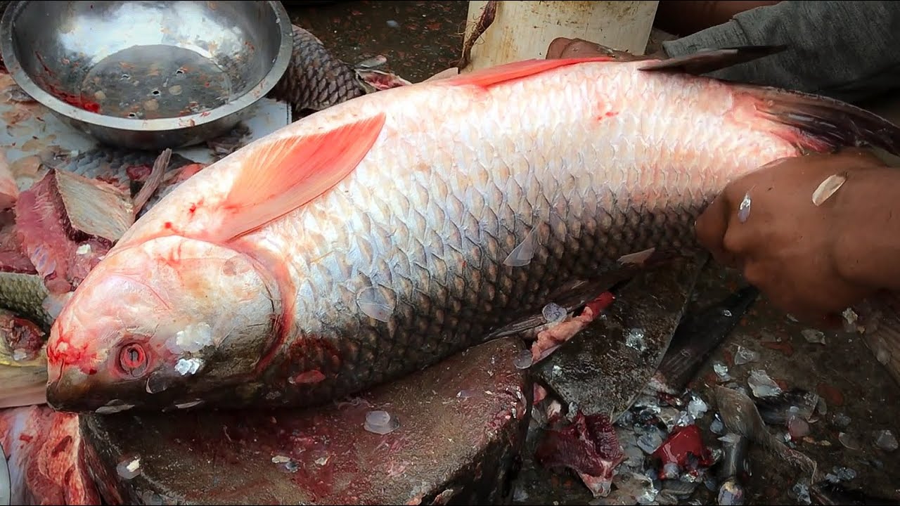 Bengali Style Rohu Fish Cutting, Big Rui Fish Cutting Into Pieces By ...