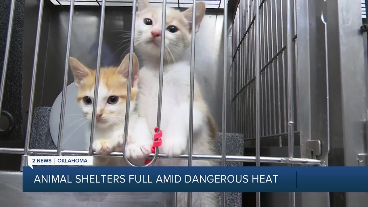 'Overpopulation crisis' | Green Country animal shelters maxed out ...