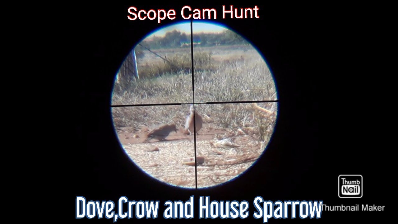 Scope Cam Hunting !!! - YouTube