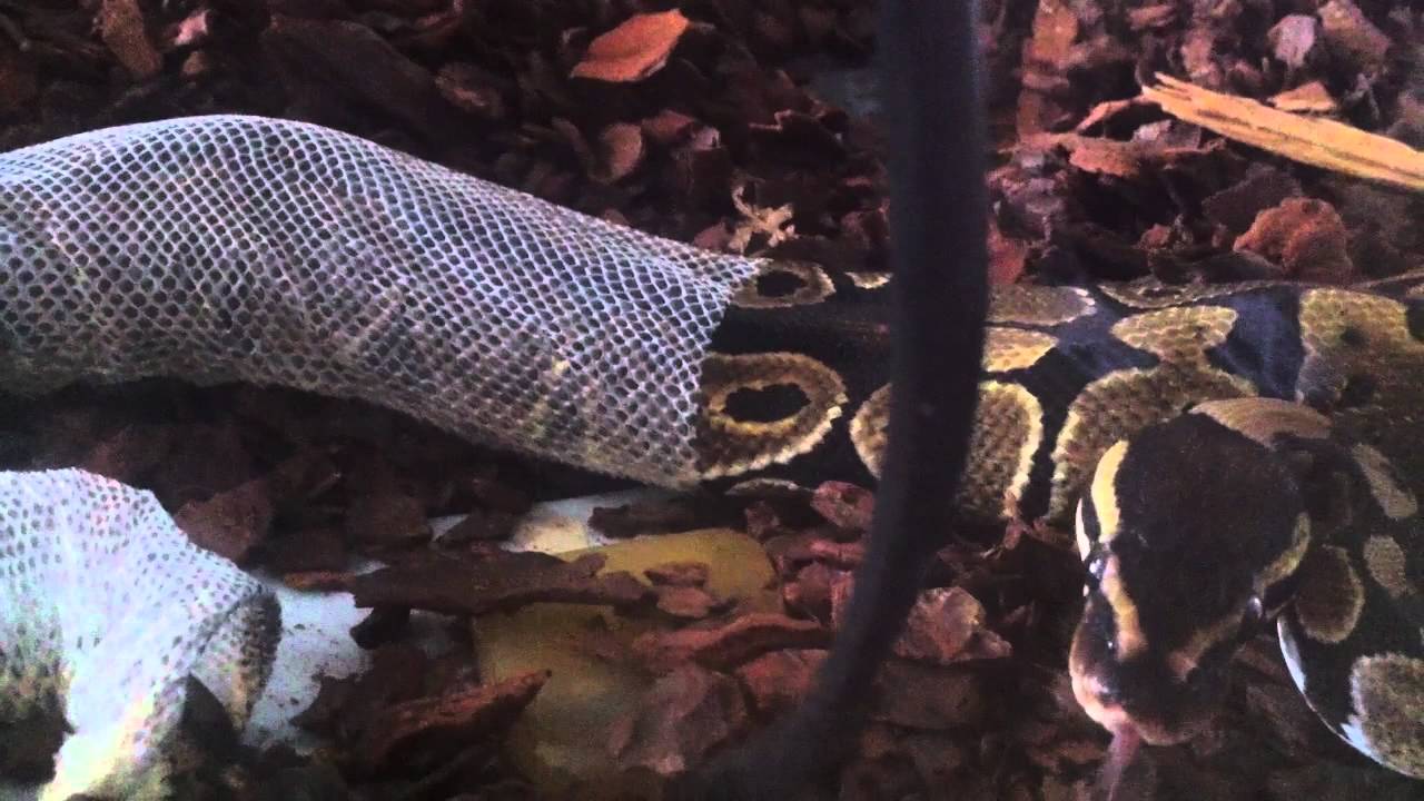 Pitone Reale in Muta - YouTube