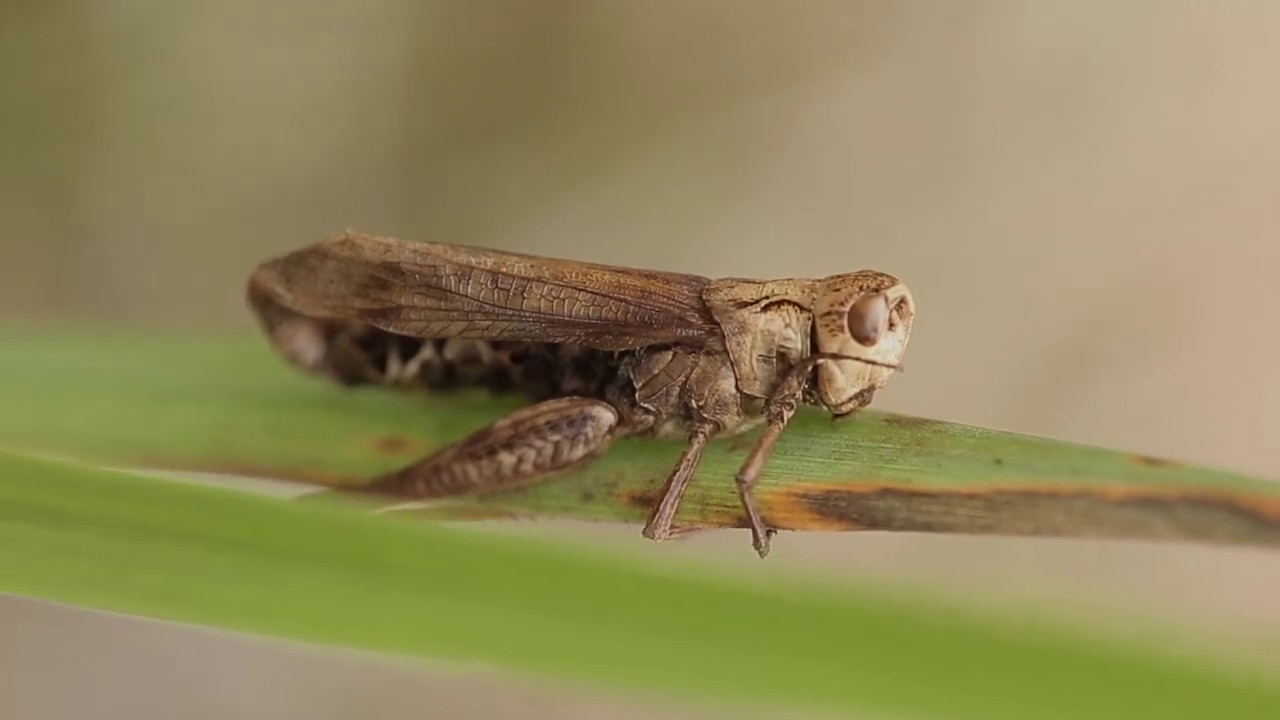 Zombie Grasshoppers Killed By Parasite Fungi (Entomophthora grylli ...