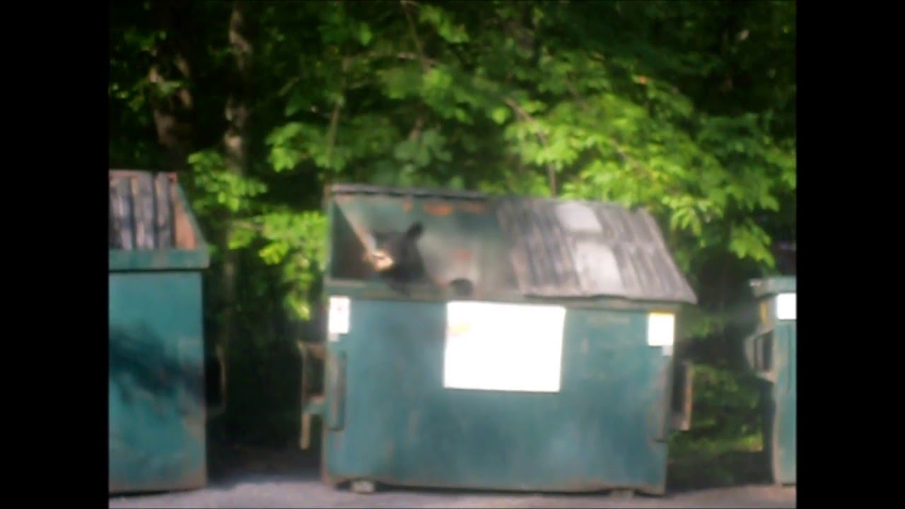 Small Black Bear at Kiasutha Campground Near Kinzua Dam in Pennsylvania ...
