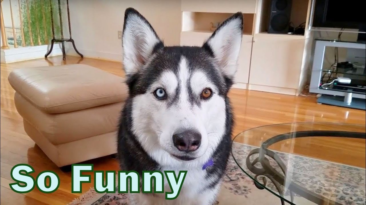 Talking Siberian Husky argues with owner to go out and play - YouTube