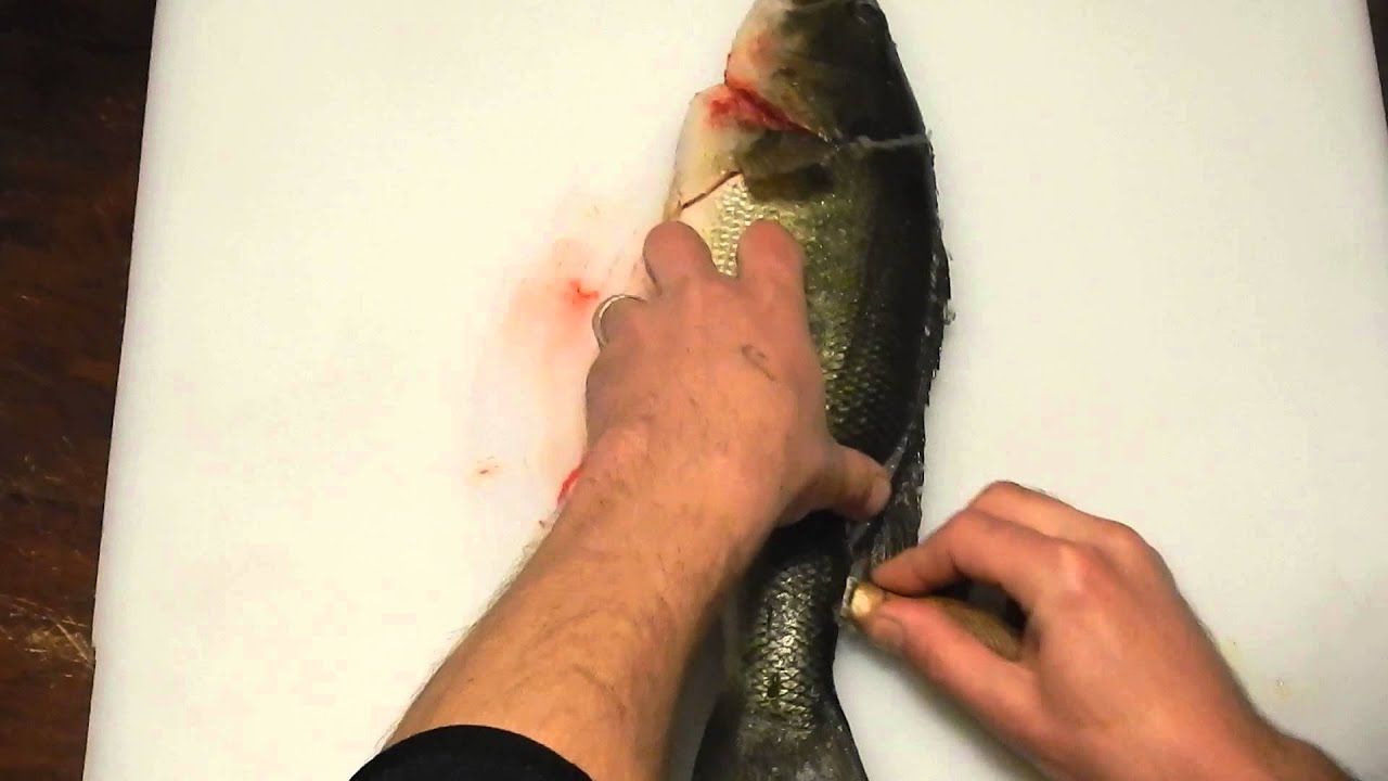 How to Fillet a Largemouth Bass - YouTube