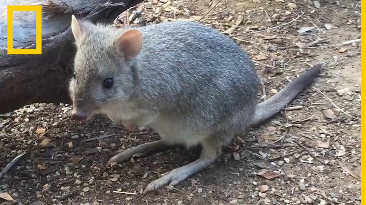 Conoce a Brian el canguro rata, un marsupial muy poco conocido ...
