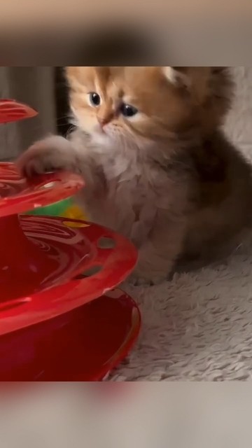 Tiny Floof Overload! 😻 Can’t Handle the Cute! - YouTube