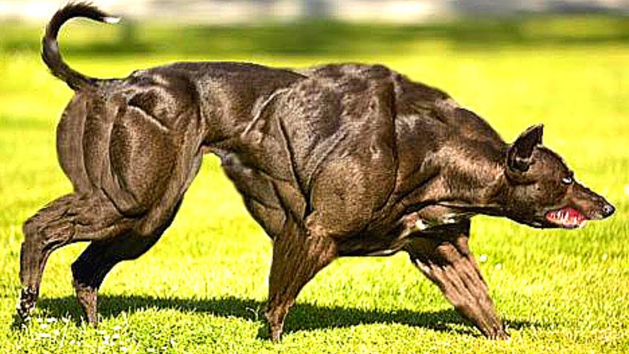 10 Razas De Perros Mas MUSCULOSAS Del Mundo Que Están Prohibidas 😵 ...