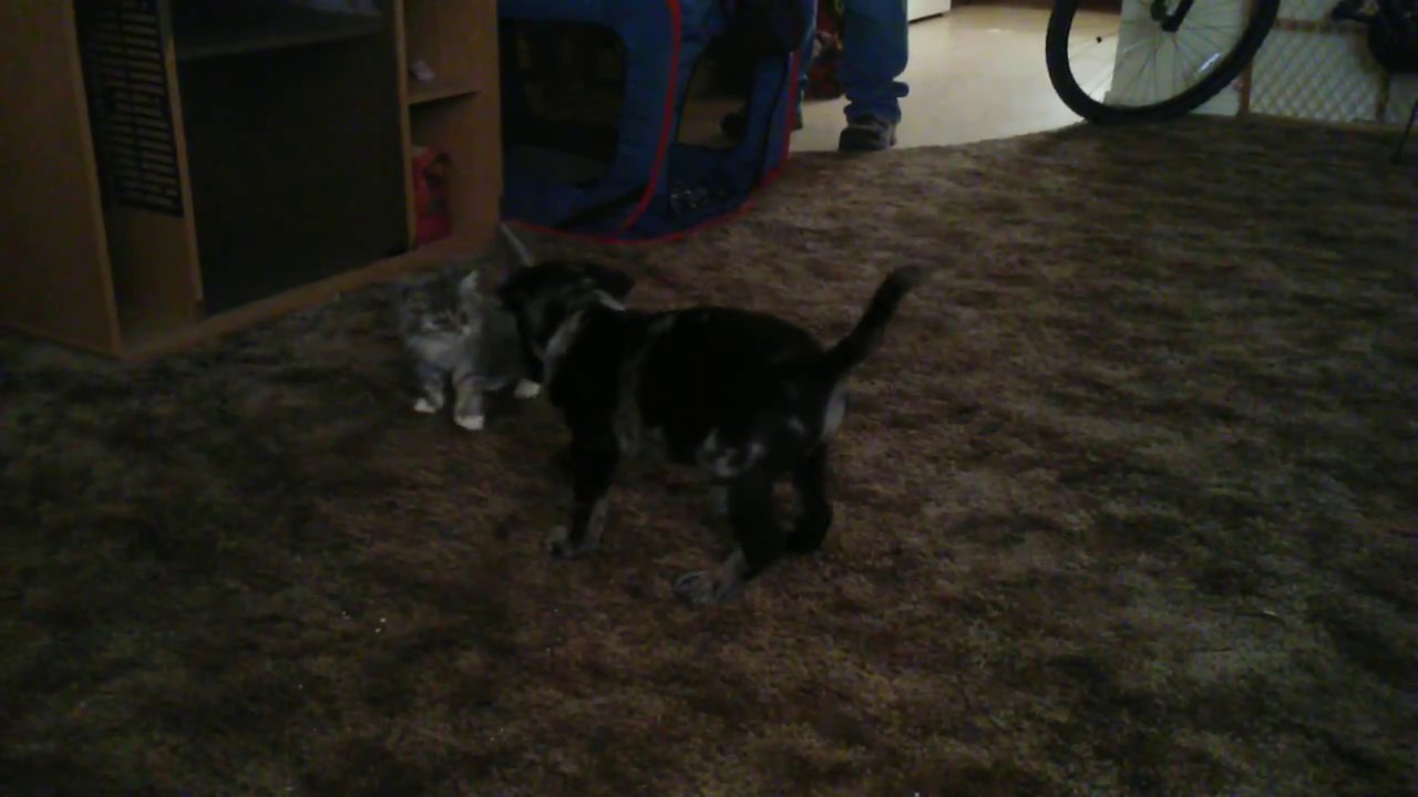 Puppy VS kitten - YouTube