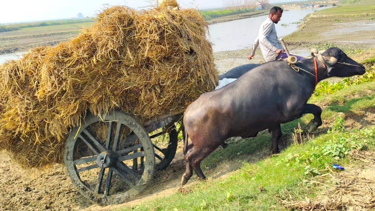A thousand-year-old tradition of transporting farmers' crops on buffalo ...