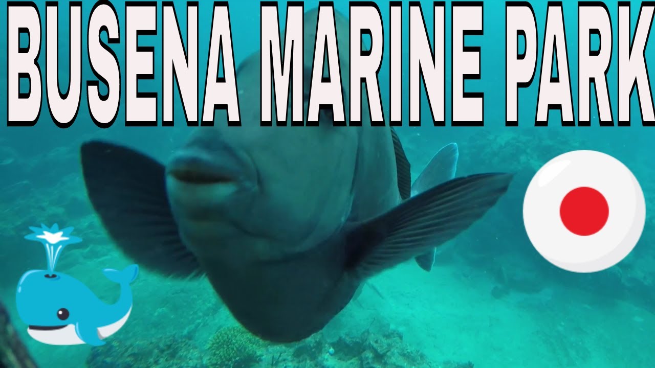 BUSENA MARINE PARK OKINAWA! - YouTube