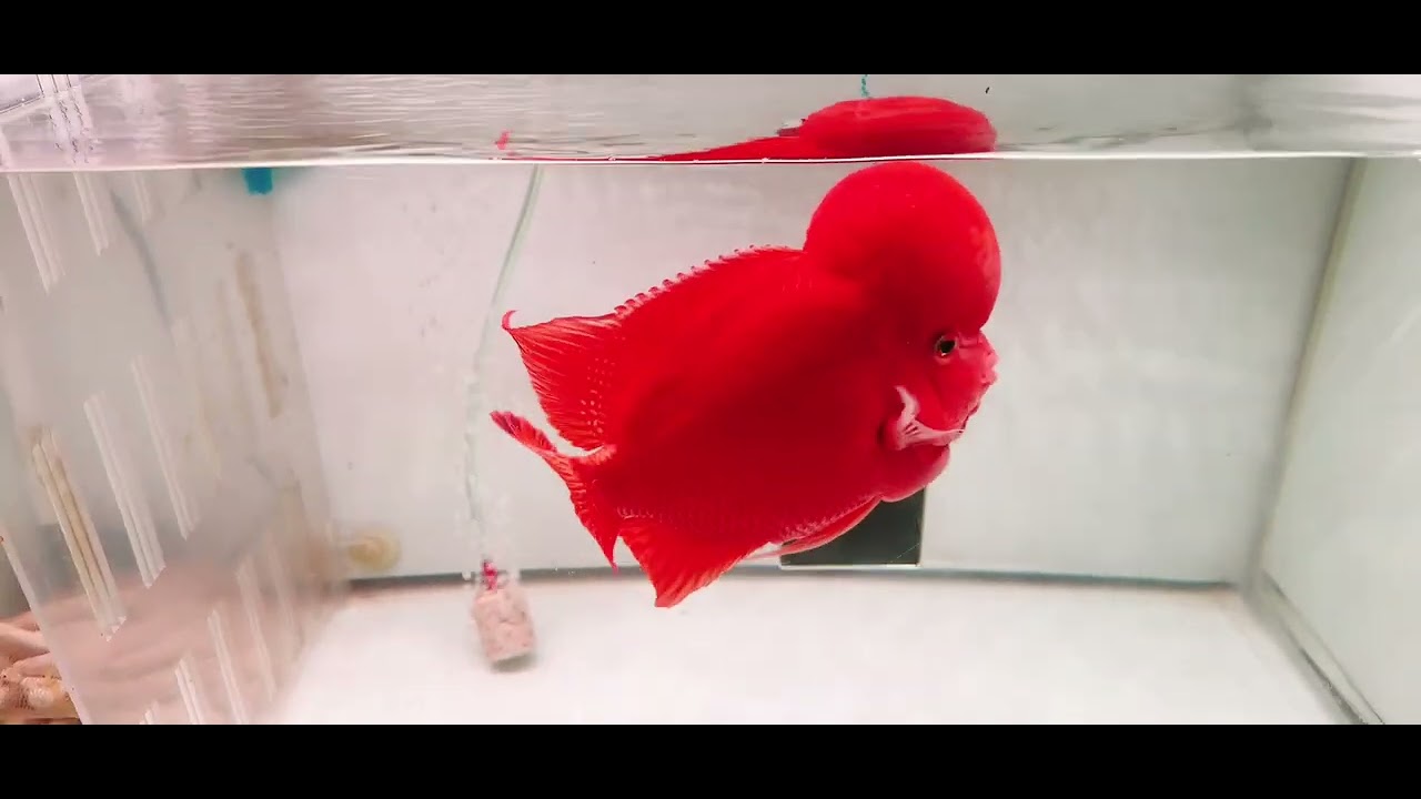 Khỉ đỏ siêu vip - super red monkey - 0919679318 - YouTube