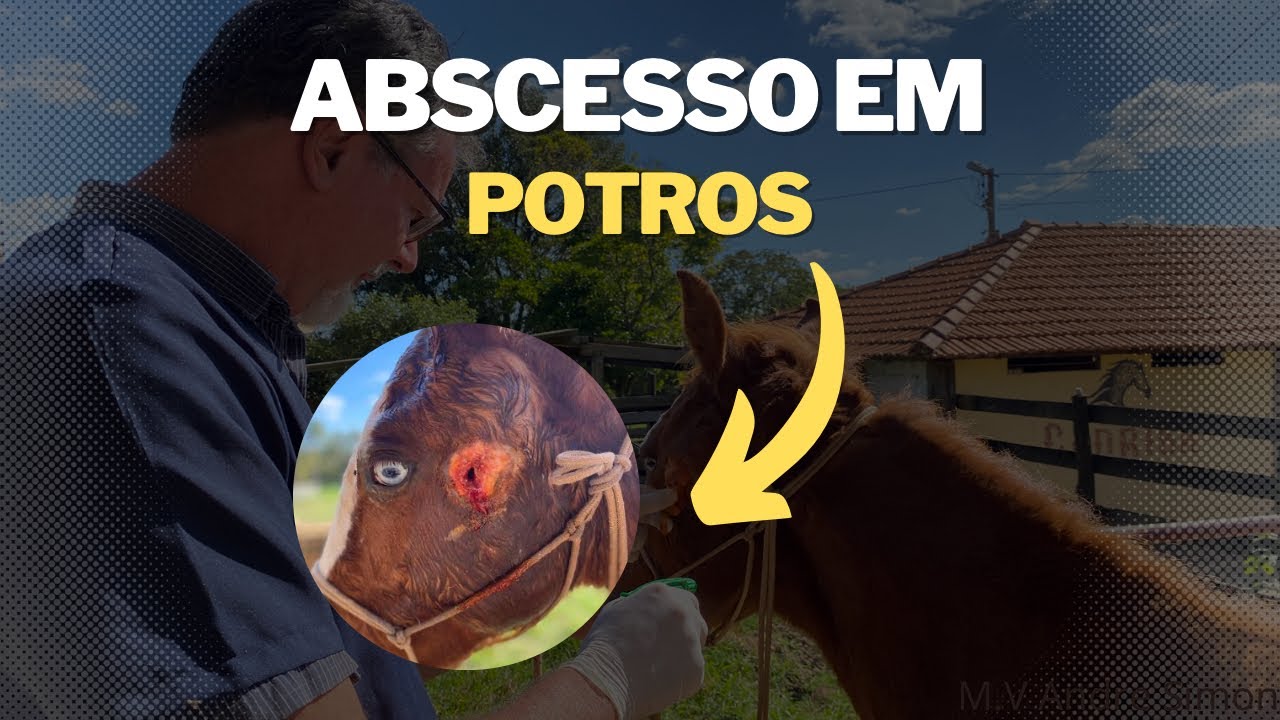 Abscesso cutâneo em potro - Dr André Simon - YouTube