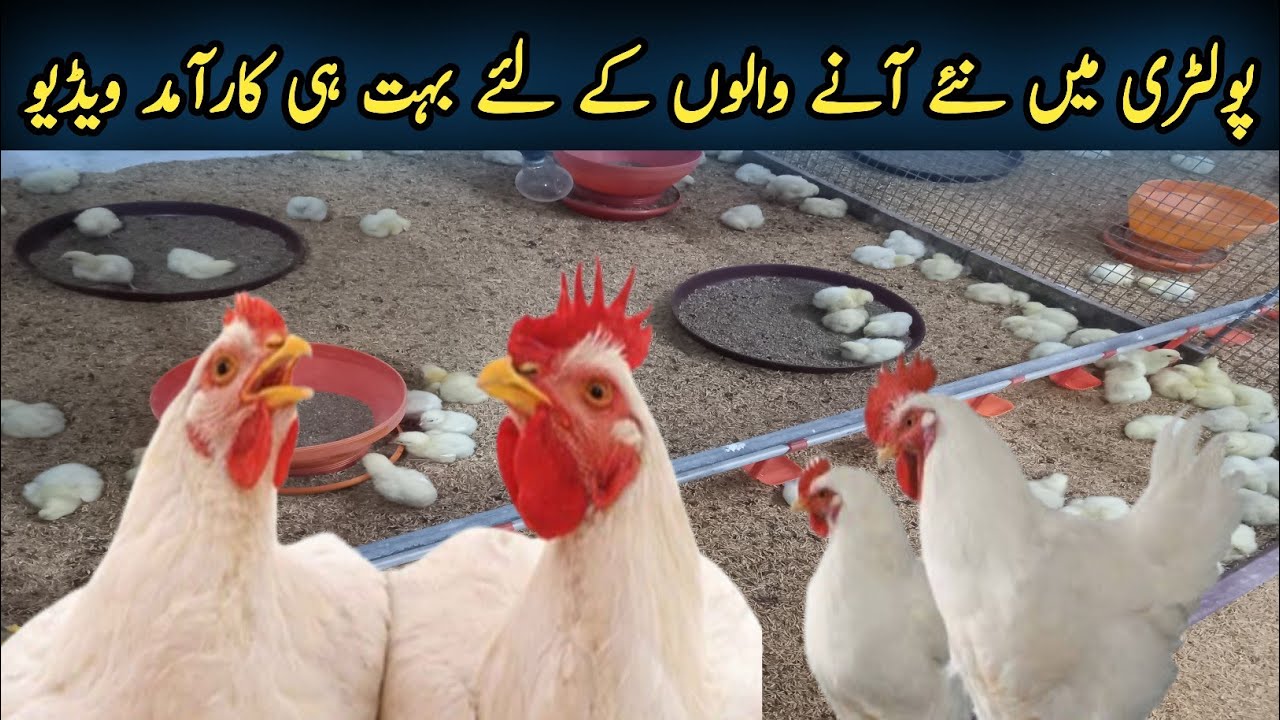 2nd Day Broiler Chicks Progress || Global Birds Lovers #poultryfarming ...