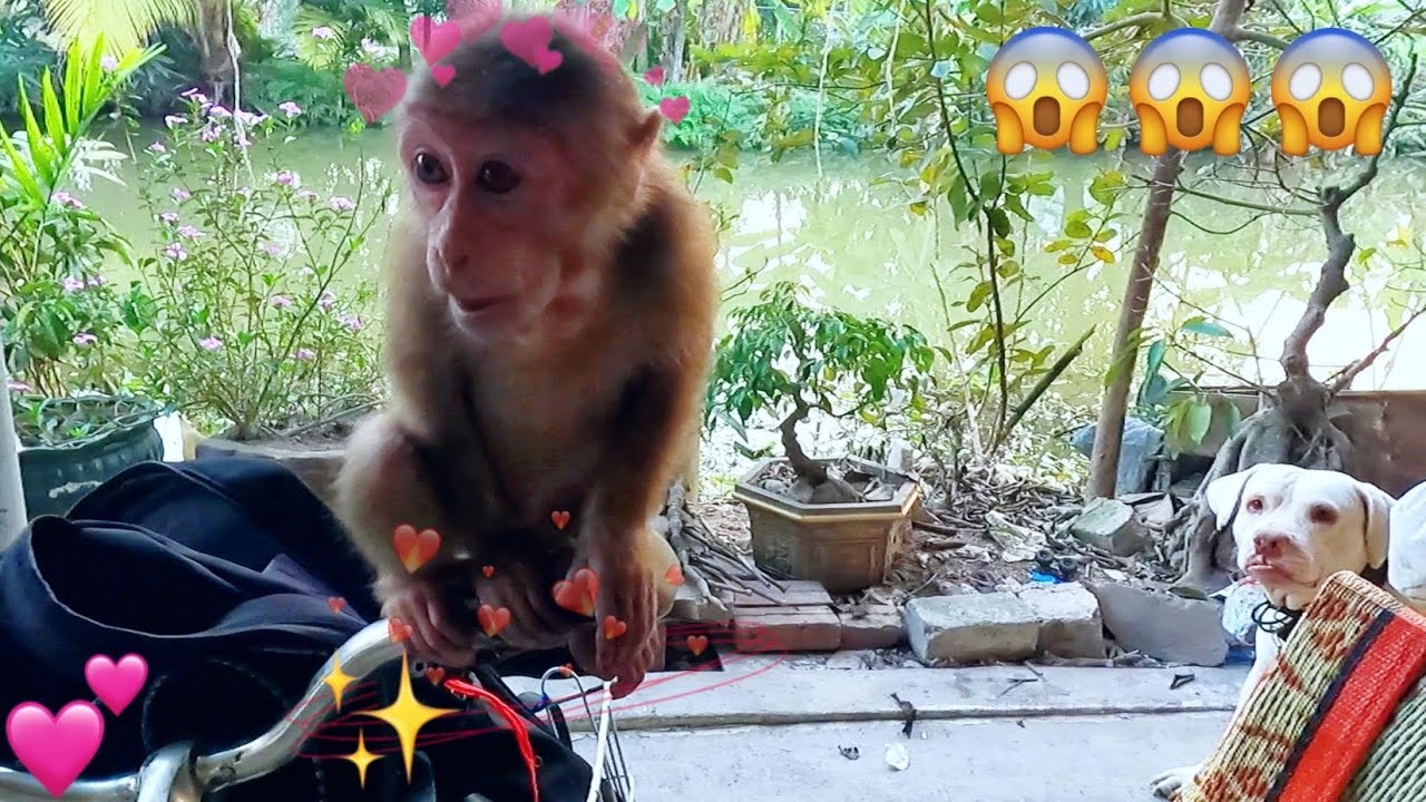 The baby Monkey is very mischievous and smart when looking after his Father's House - YouTube