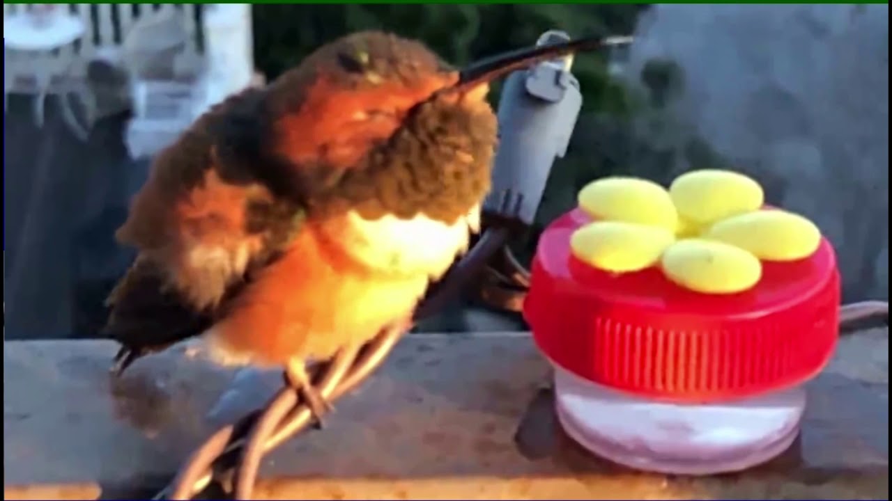 Sick hummingbird - YouTube