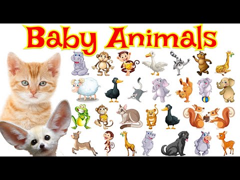 Baby Animal Names, Learn Names of Baby Animals and Their Parents ...