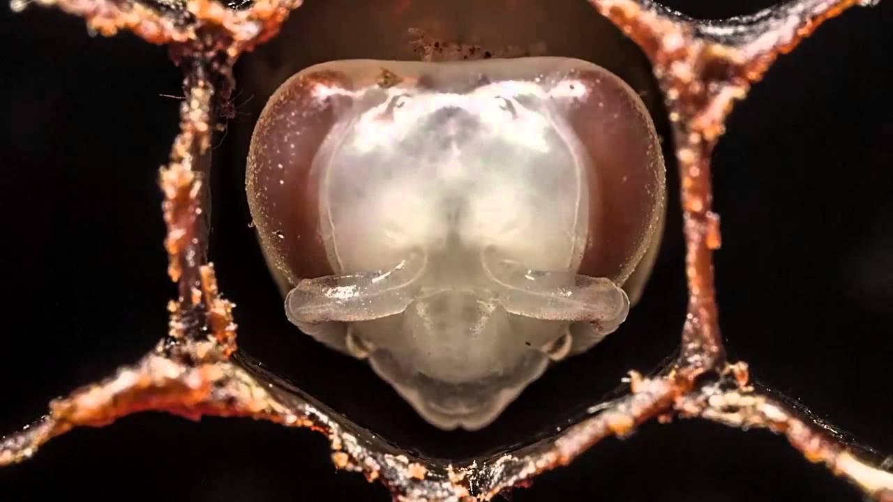 Aliens Among Us - The Bizarre Birth of Bees - YouTube