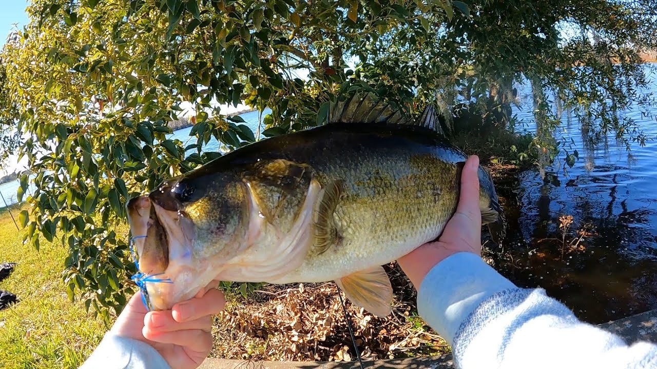 Catching big bass with a football jig - YouTube