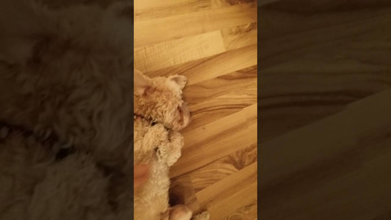 Poodle plays dead in fear of punishment - YouTube