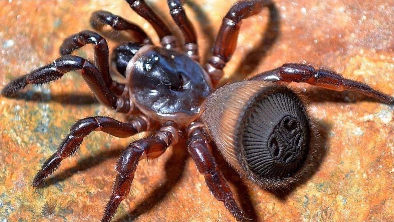 แมงมุมประตูกลโบราณ Trapdoor spider รู้หรือยังEP16 มันคล้ายของโบราณ ...