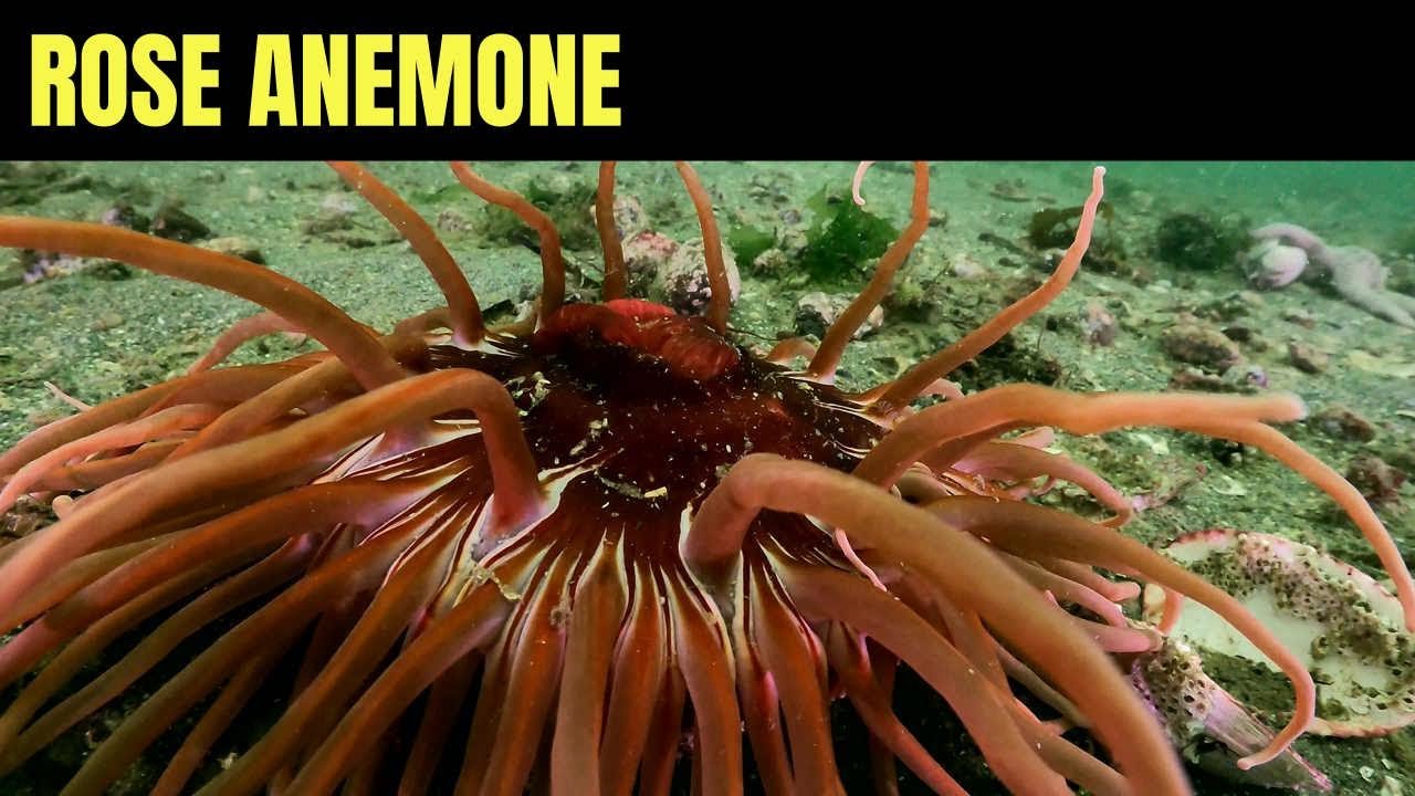 Rose Anemone 5 | Salish Sea Marine Wildlife | Relaxing - YouTube